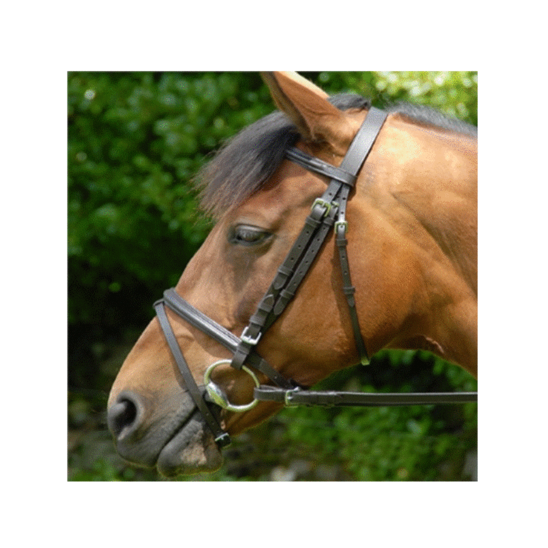 Celtic Classic Bridle – Connemara Country